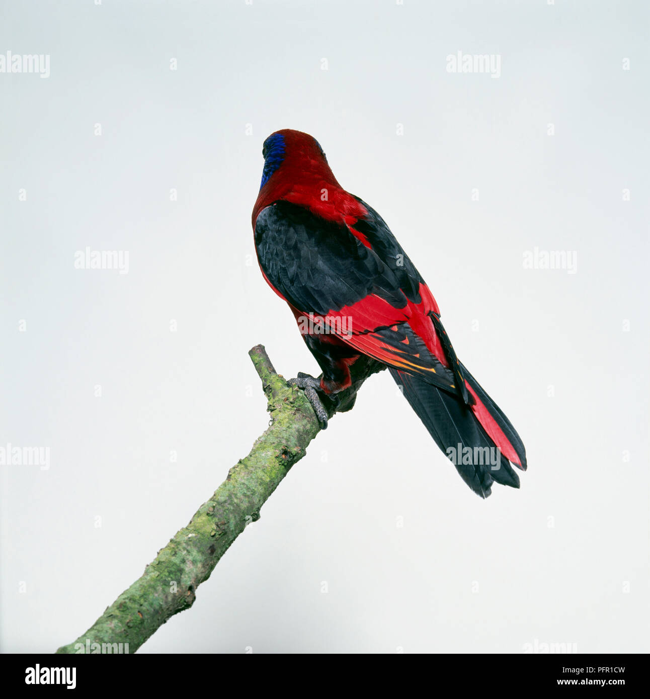 Black-winged Lory (Eos cyanogenia) perching on lichen-covered branch ...