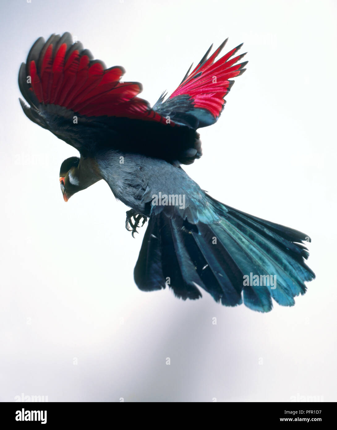 White-Cheeked Turaco (Tauraco leucotis) in flight Stock Photo - Alamy