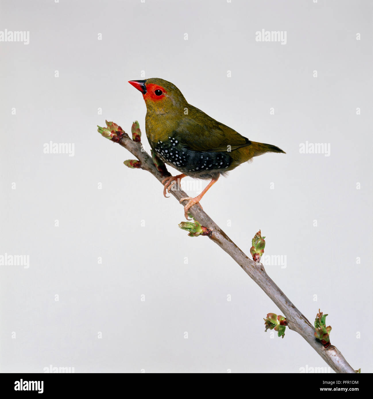 Mandingoa nitidula hi-res stock photography and images - Alamy