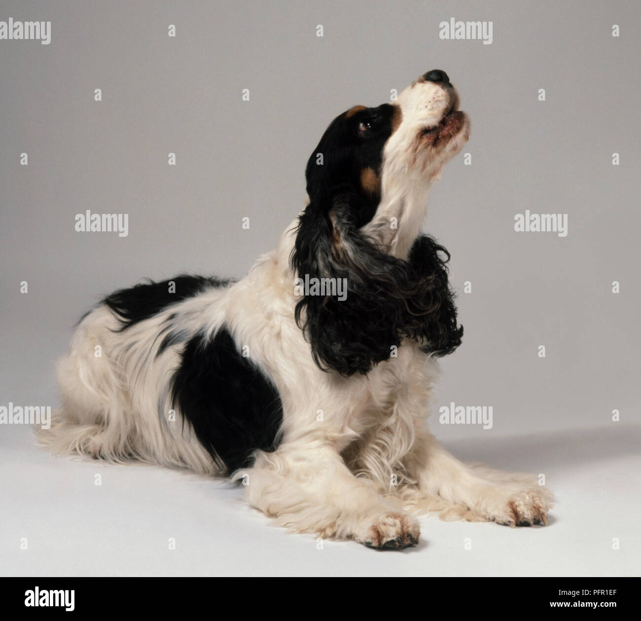 Black, white and tan English Cocker Spaniel Dog barking Stock Photo - Alamy