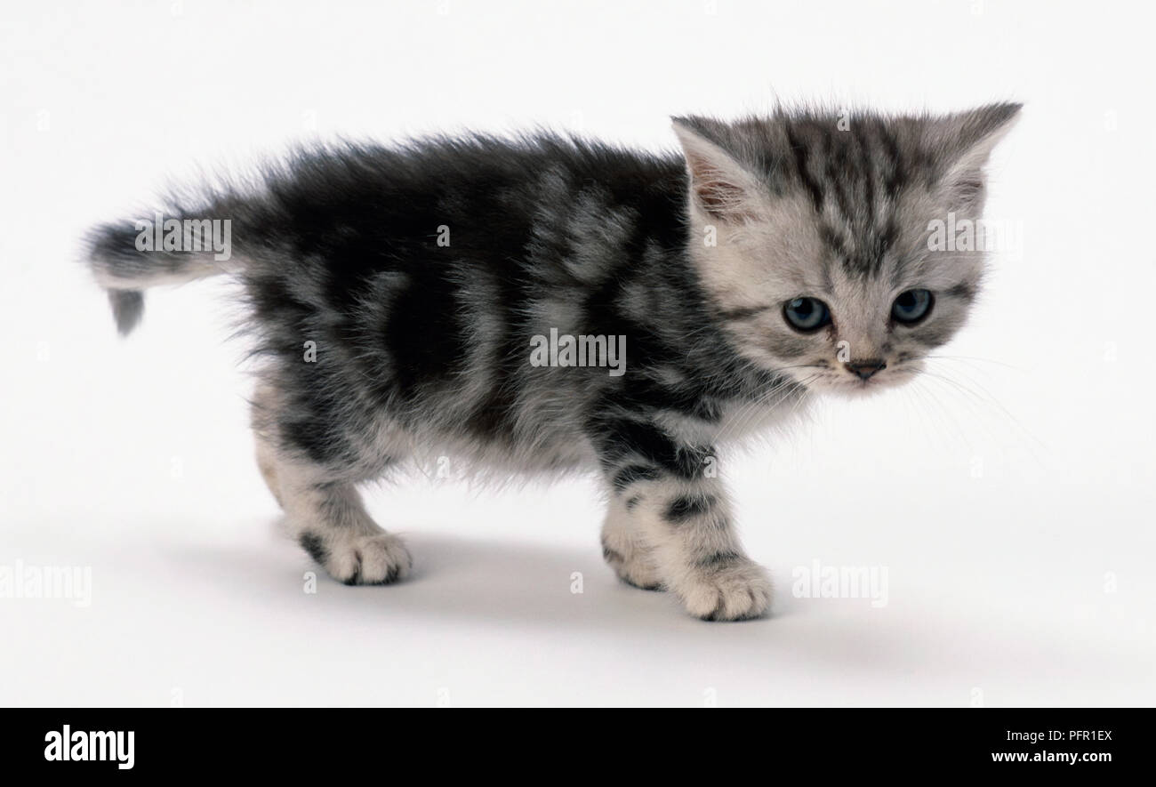 Young kitten, side view Stock Photo - Alamy