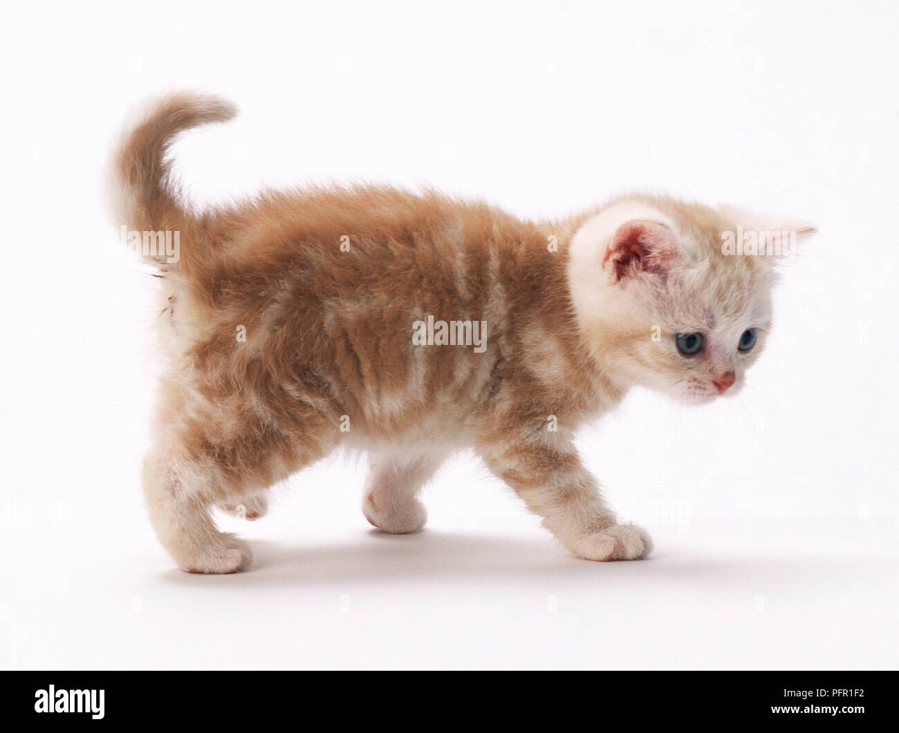 Ginger tabby kitten, side view Stock Photo - Alamy