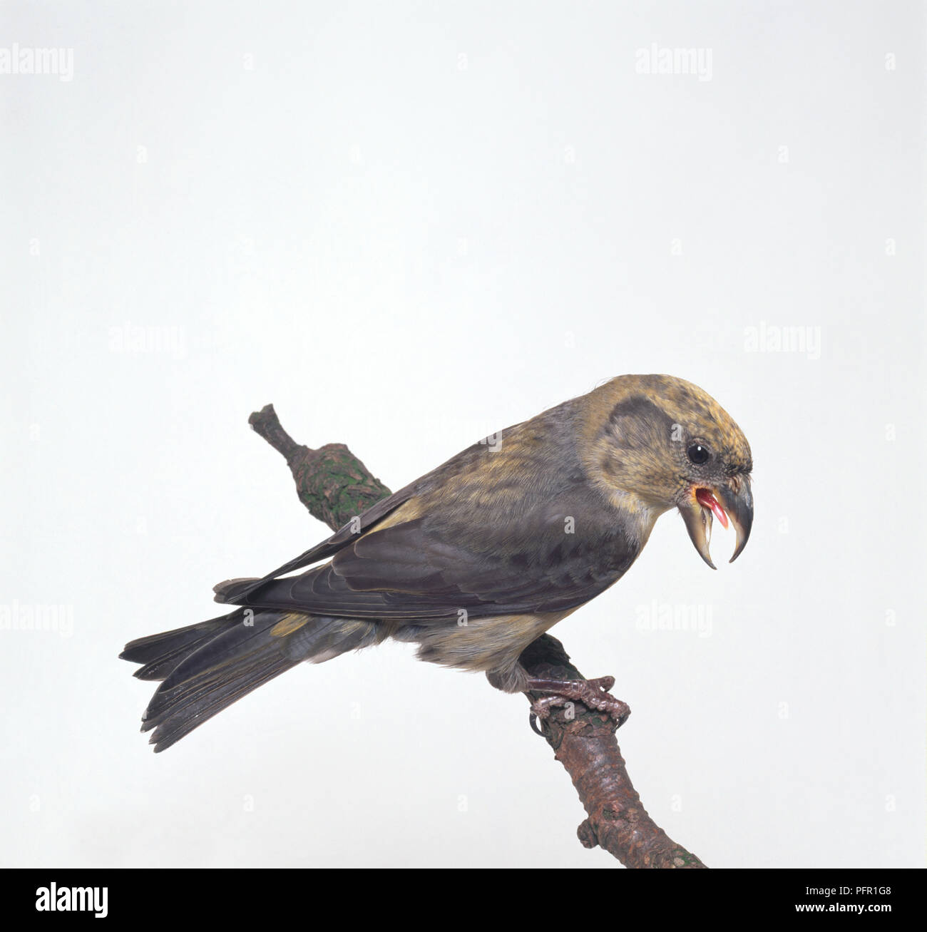 Common Crossbill (Loxia curvirostra) perching on branch, head in ...