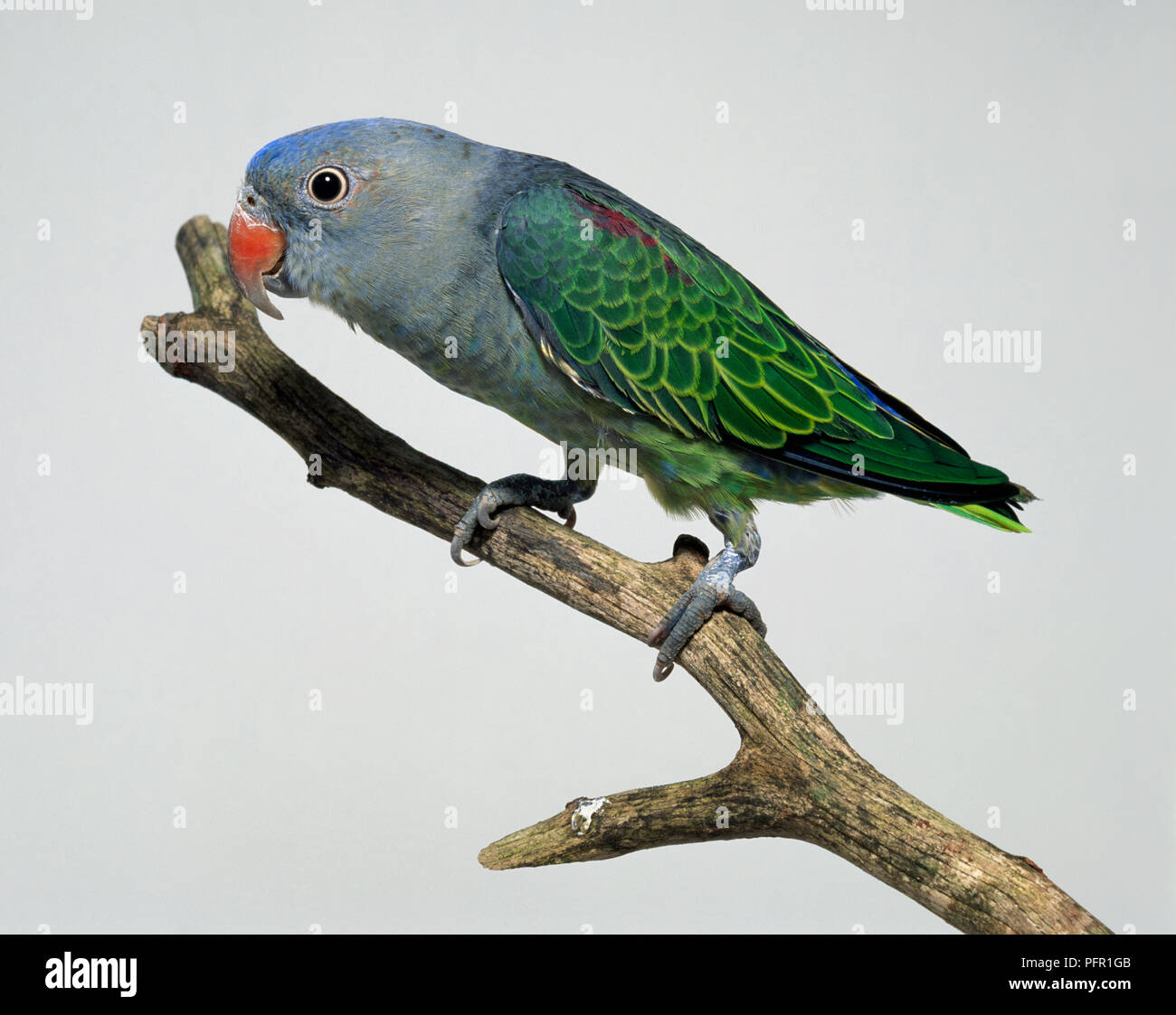 Rumped parrot hi-res stock photography and images - Alamy