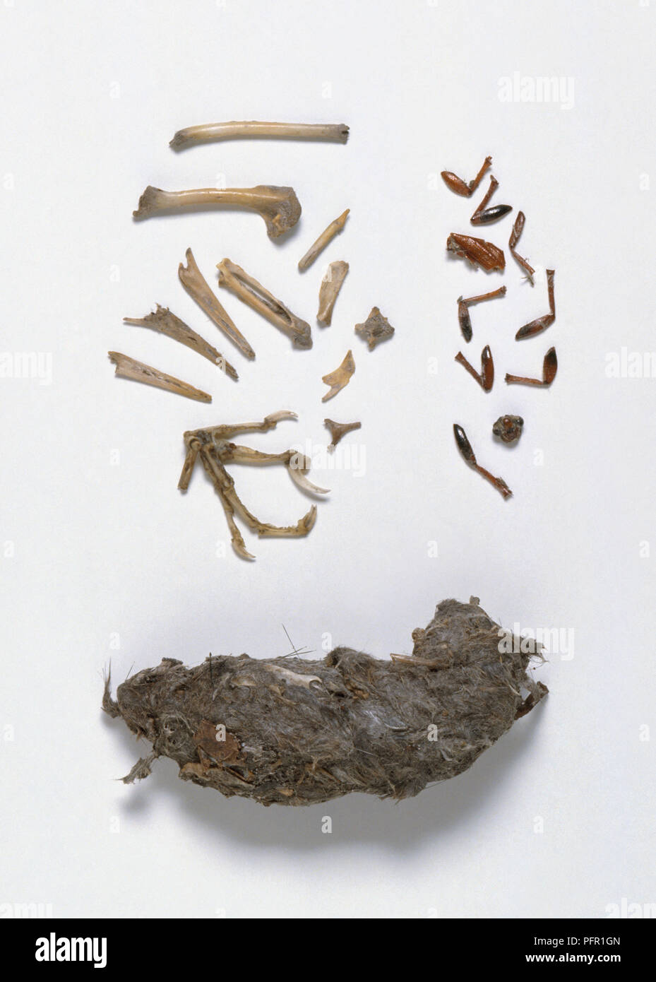 Small animal bones hi-res stock photography and images - Alamy