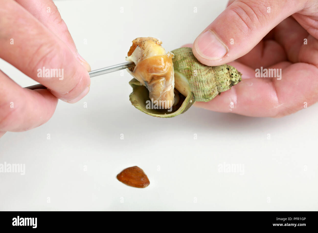 Removing whelk from shell, using a seafood fork Stock Photo - Alamy