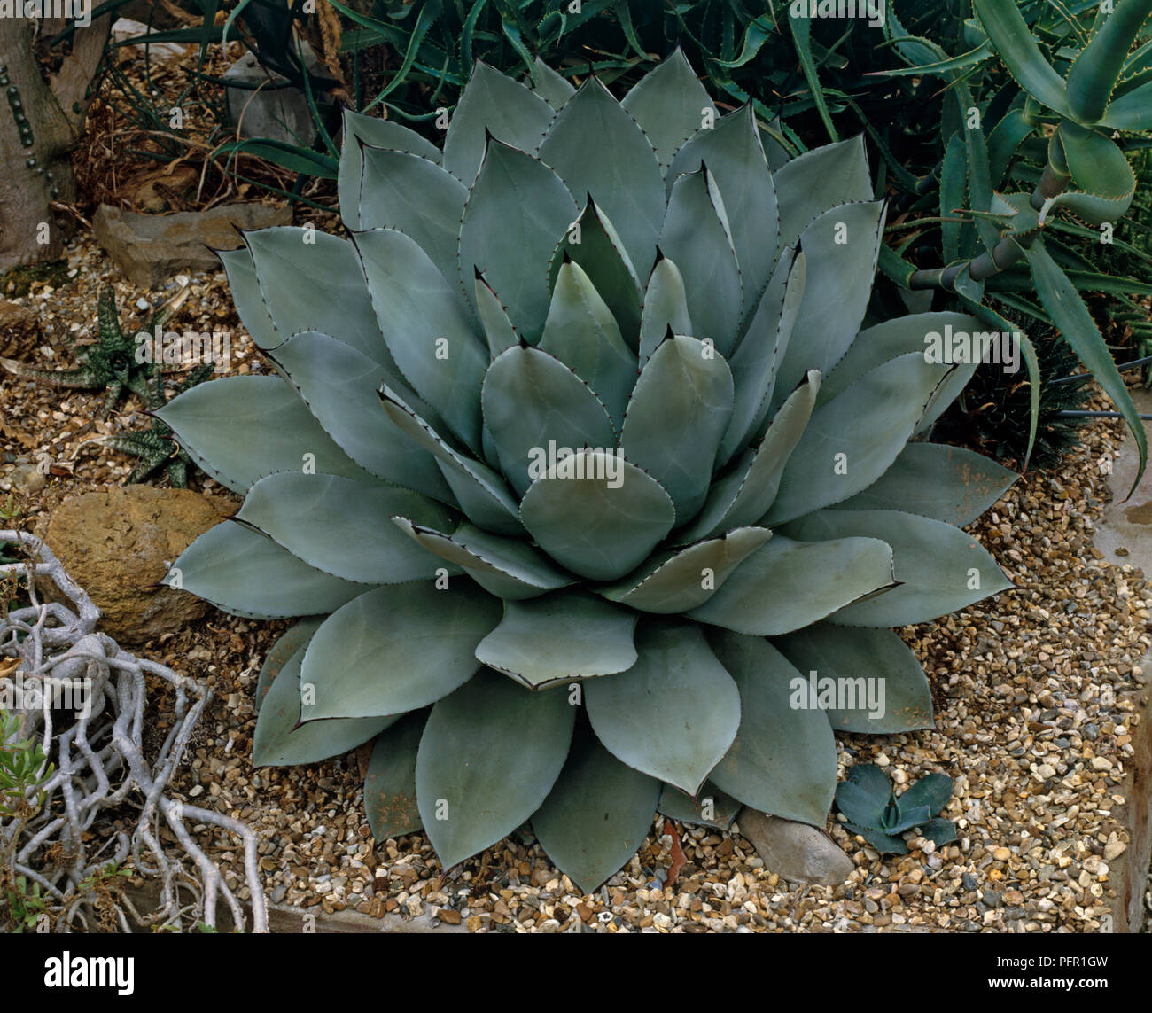 Parry's agave hi-res stock photography and images - Alamy