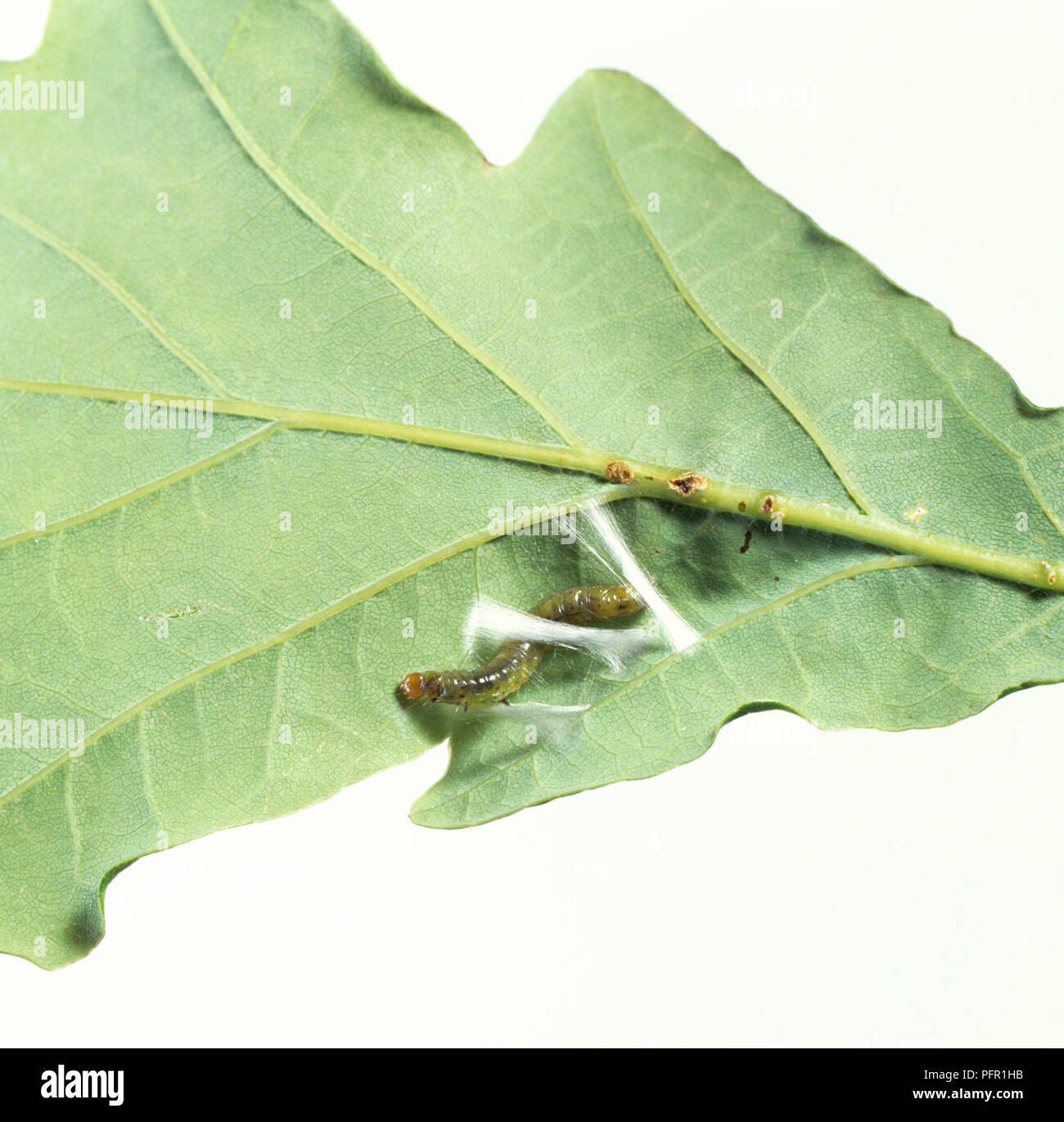 Oak leafroller or Tortrix moth (Tortrix viridana) larva on oak leaf ...