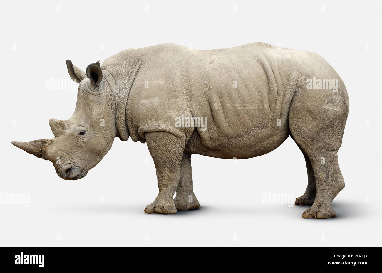 White rhinoceros (Ceratotherium simum simum), side view Stock Photo - Alamy