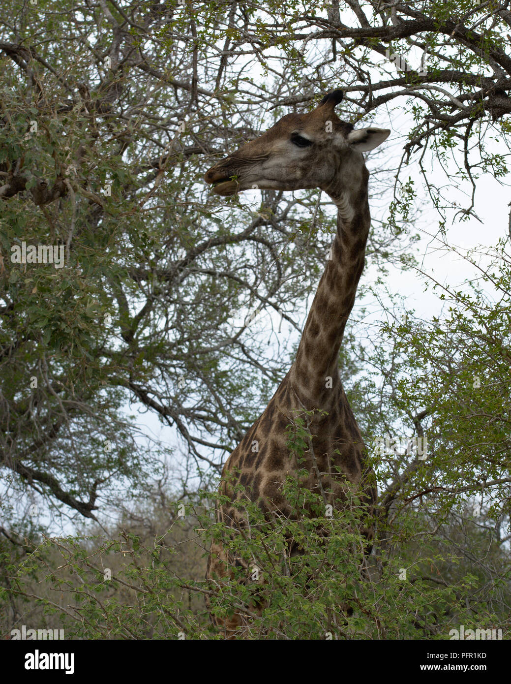 Giraffe in trees hi-res stock photography and images - Alamy