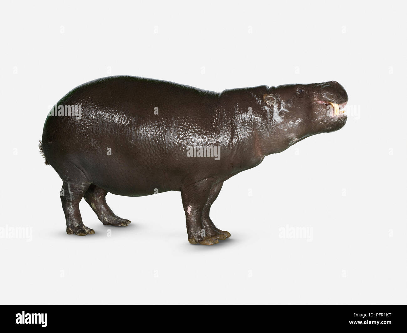 Pygmy hippopotamus (Hexaprotodon liberiensis), side view Stock Photo ...
