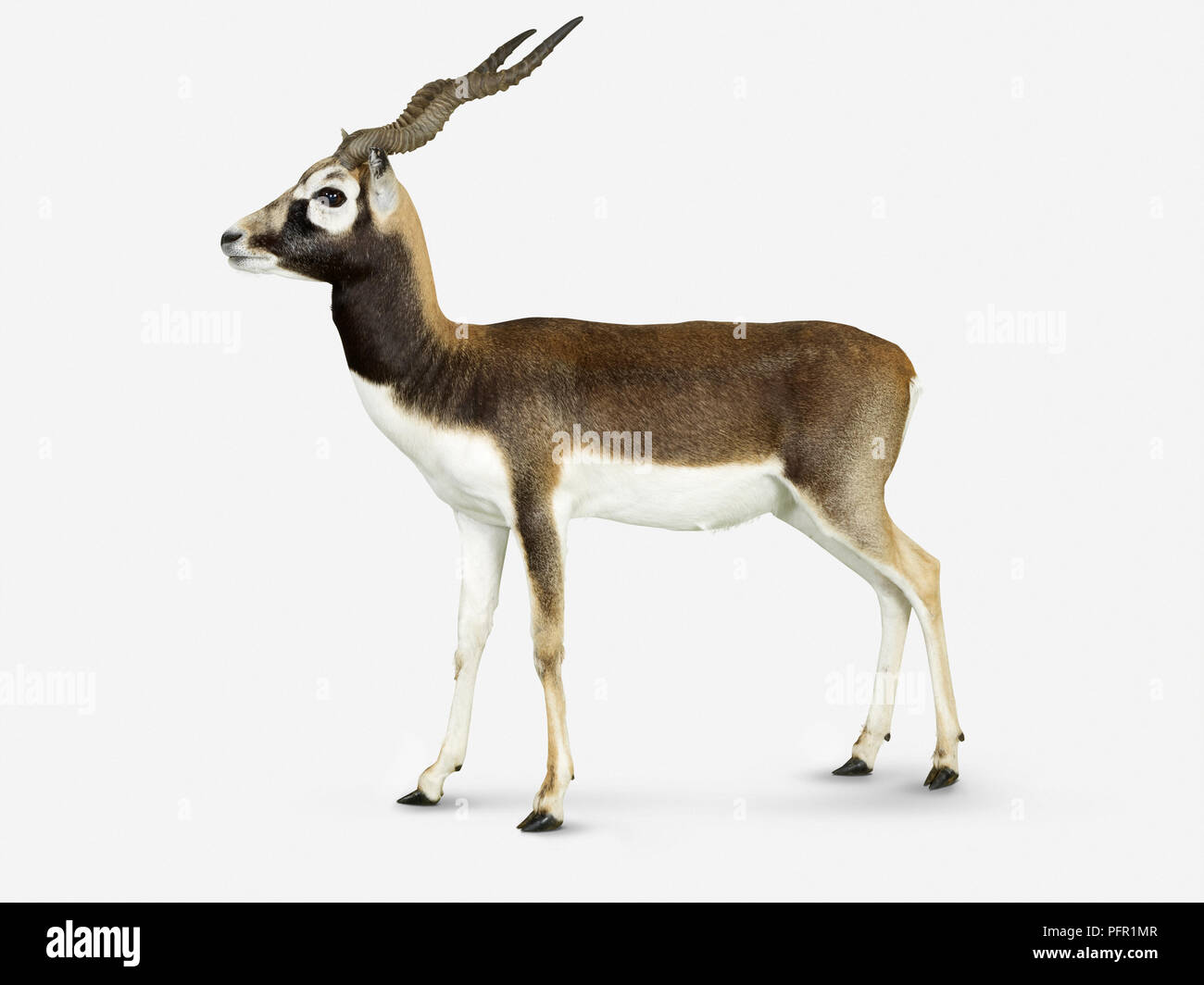 White blackbuck hi-res stock photography and images - Alamy