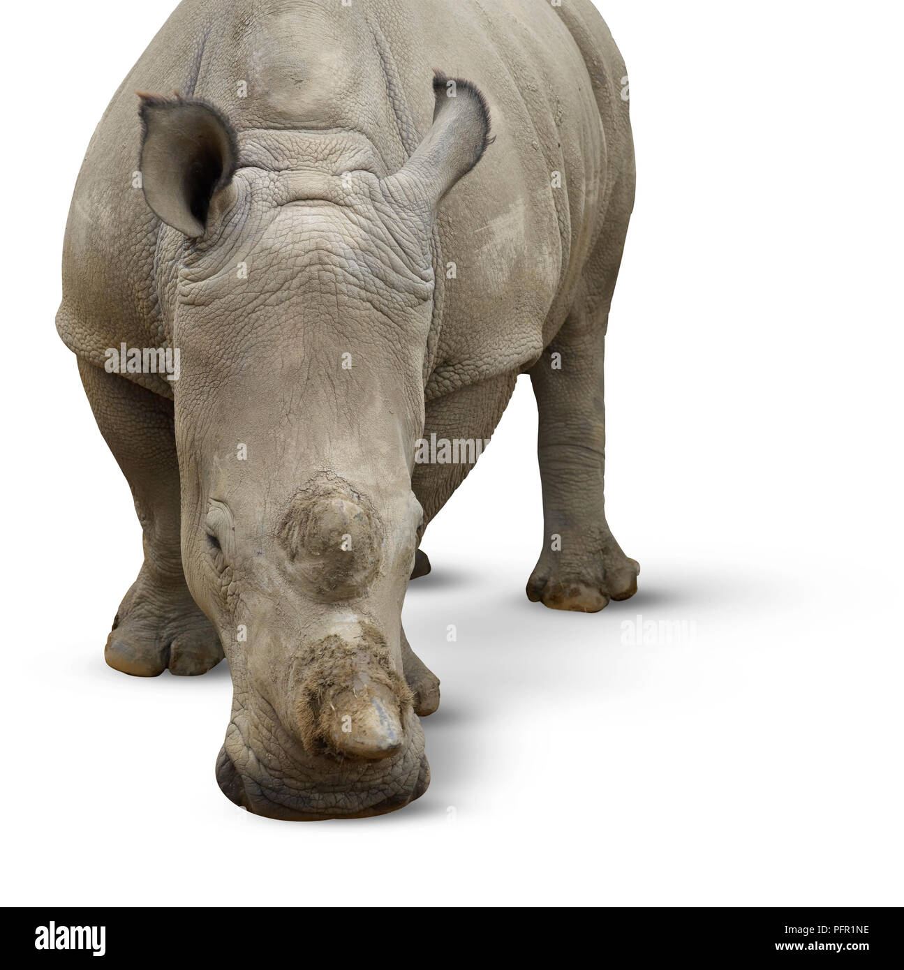 White rhinoceros (Ceratotherium simum simum), front view Stock Photo ...