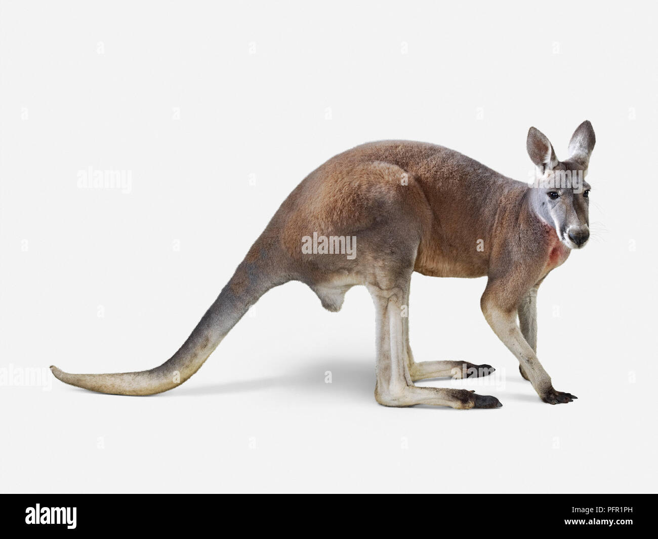 Red kangaroo (Macropus rufus), side view Stock Photo - Alamy