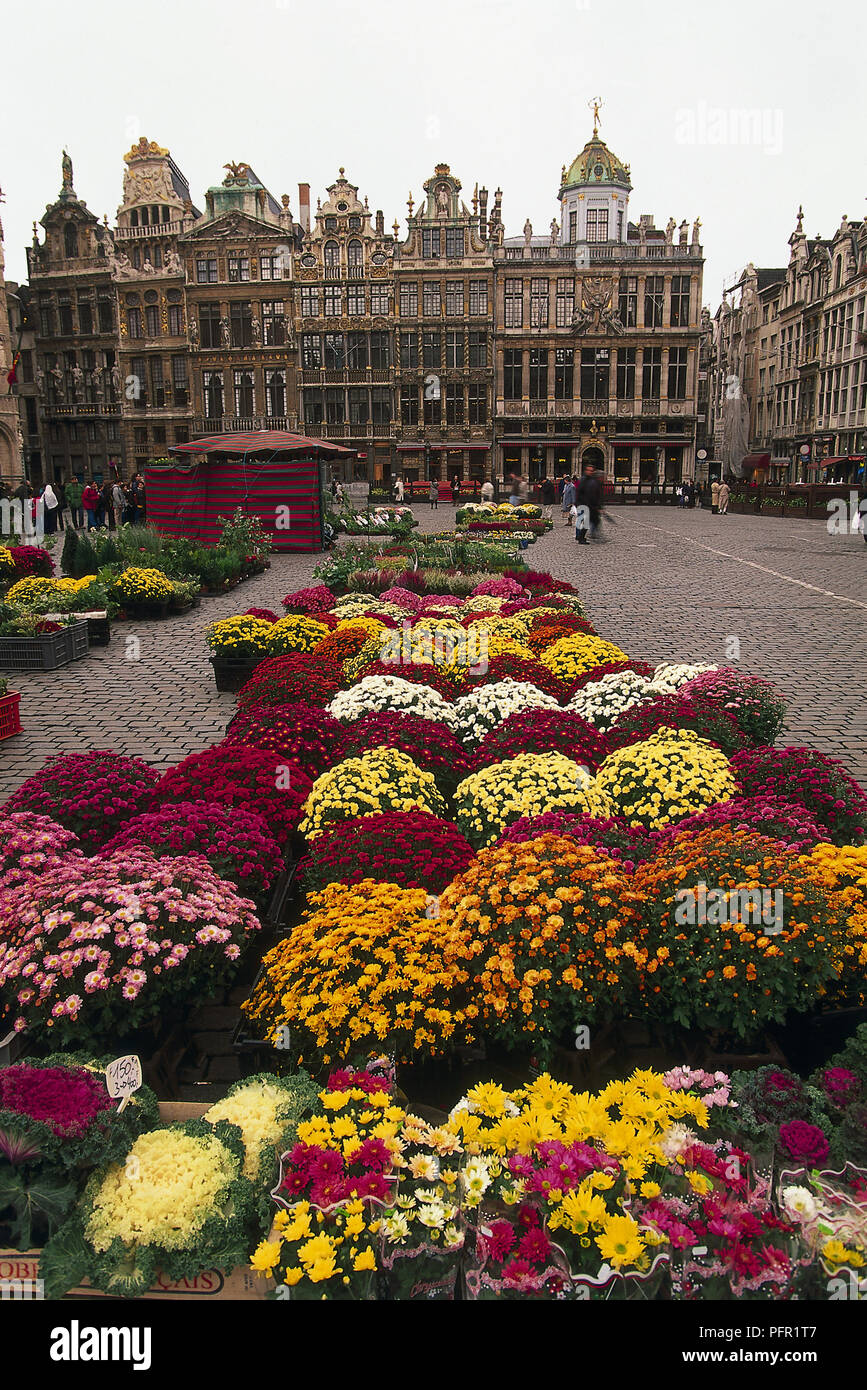 Belgium, Brussels, the Grand Place, morning flower market with flower ...