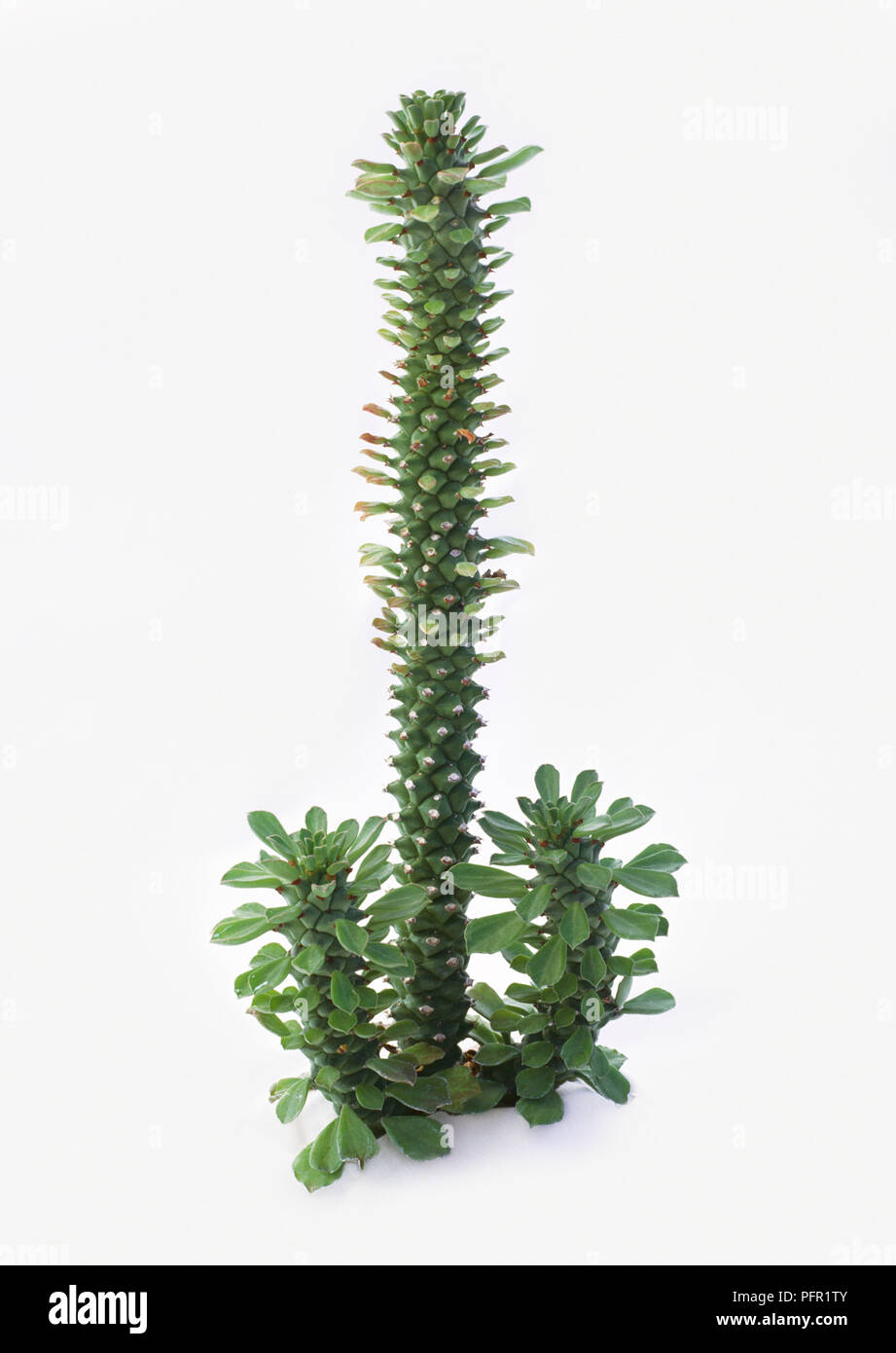 Monadenium hi-res stock photography and images - Alamy