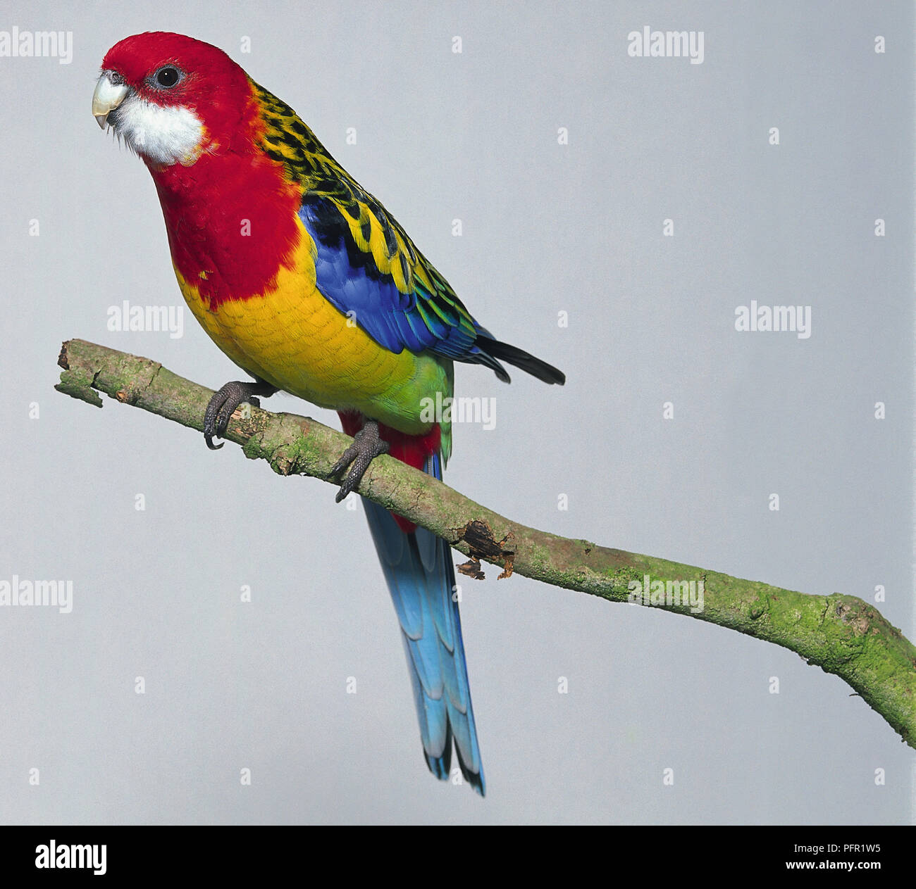 Golden Mantled Rosella bird sitting on branch Stock Photo - Alamy