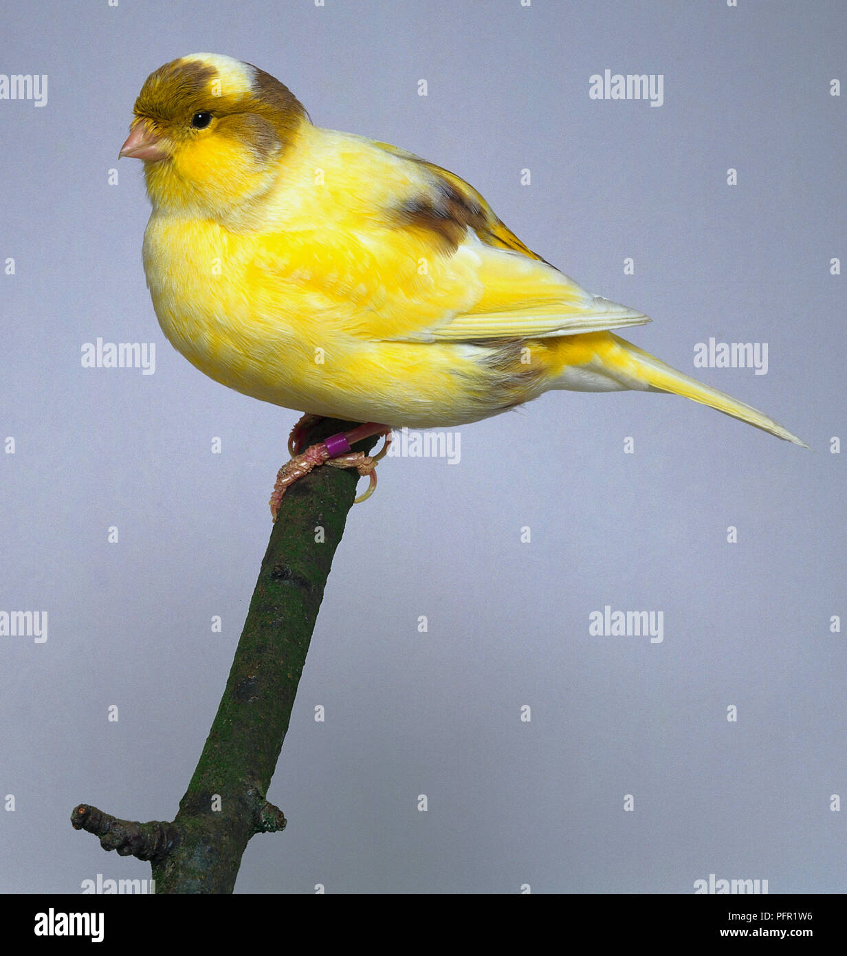 Yellow border fancy canary -side view Stock Photo - Alamy