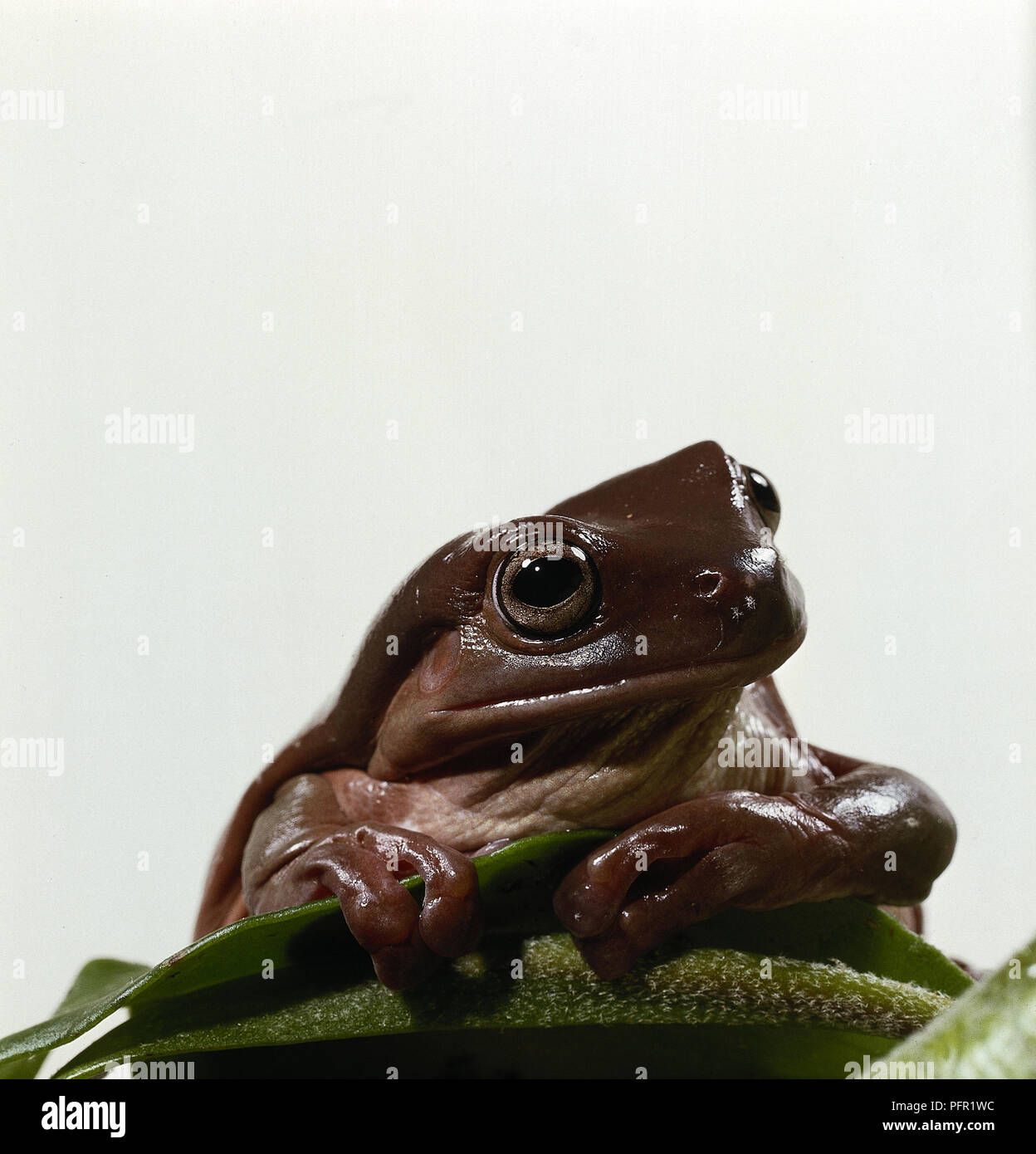 Brown coloured frog that has wet, fleshy skin that appears translucent ...