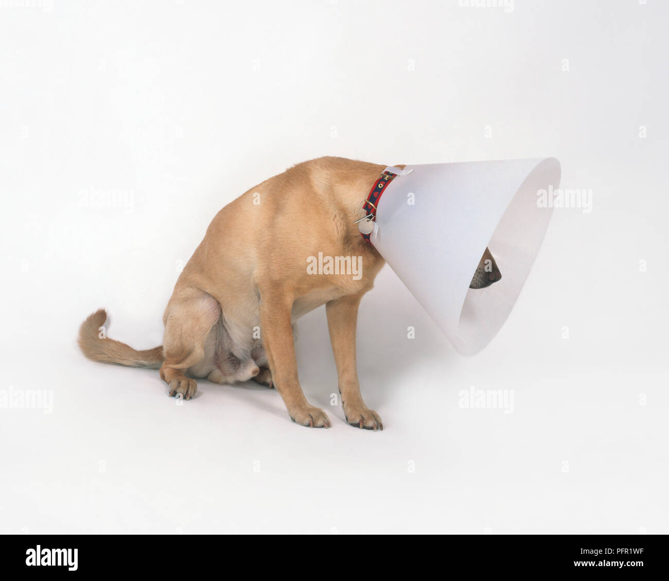 Male yellow Labrador Retriever sitting wearing large Elizabethan collar ...