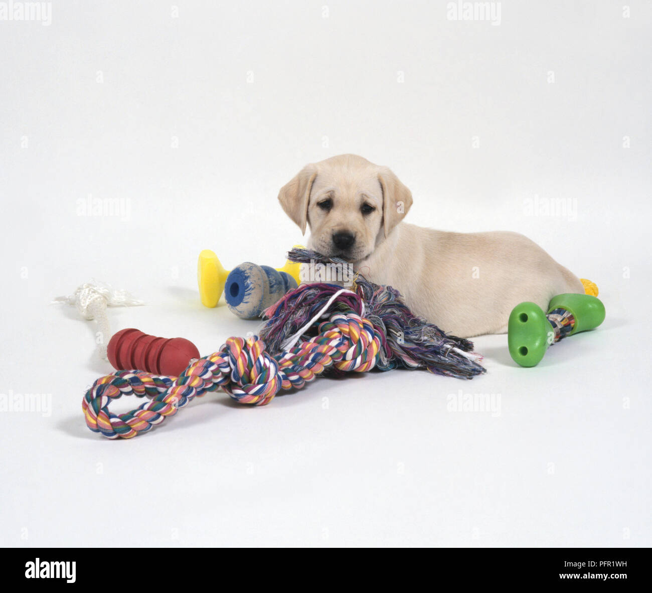 Yellow Labrador Retriever puppy with various pet toys Stock Photo - Alamy