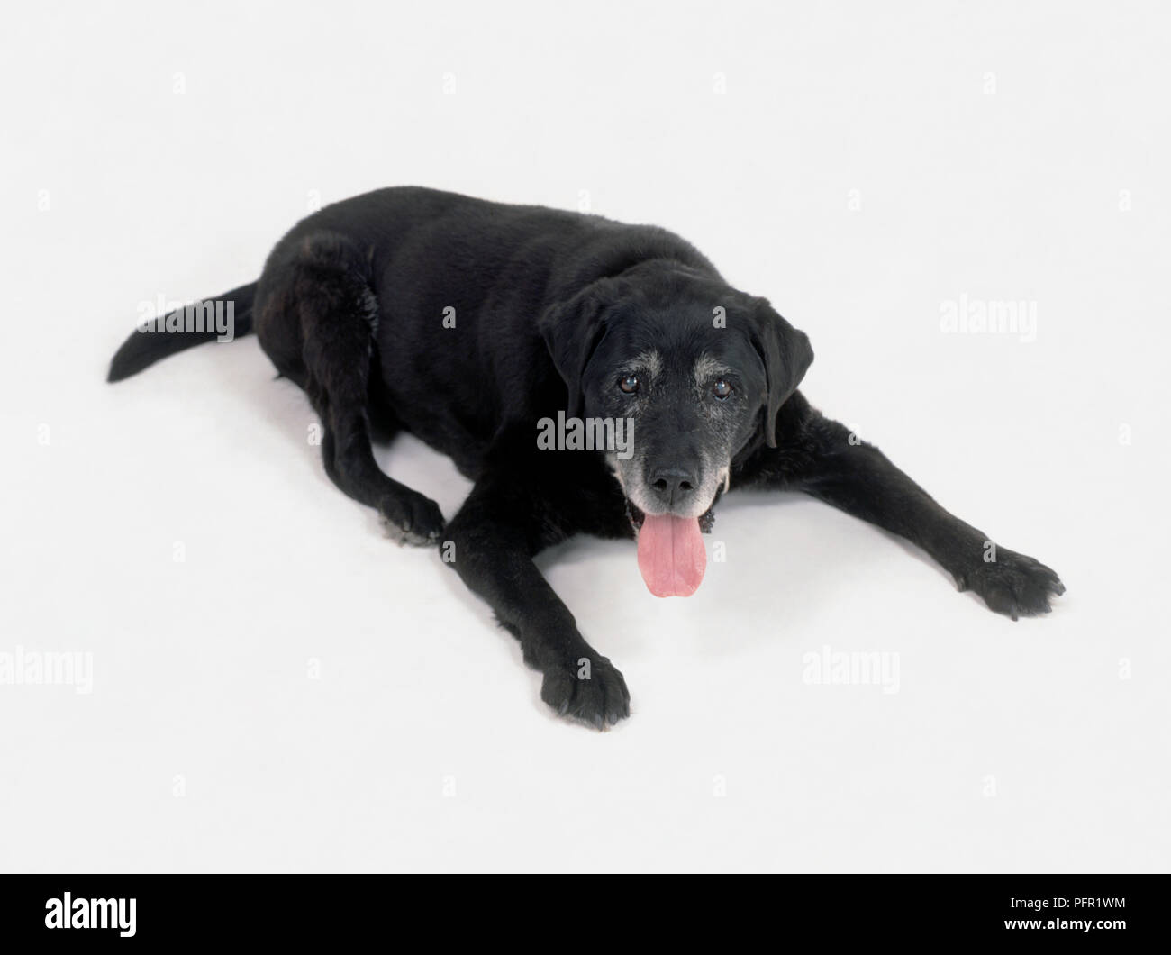 Old black Labrador Retriever dog lying on floor panting Stock Photo - Alamy