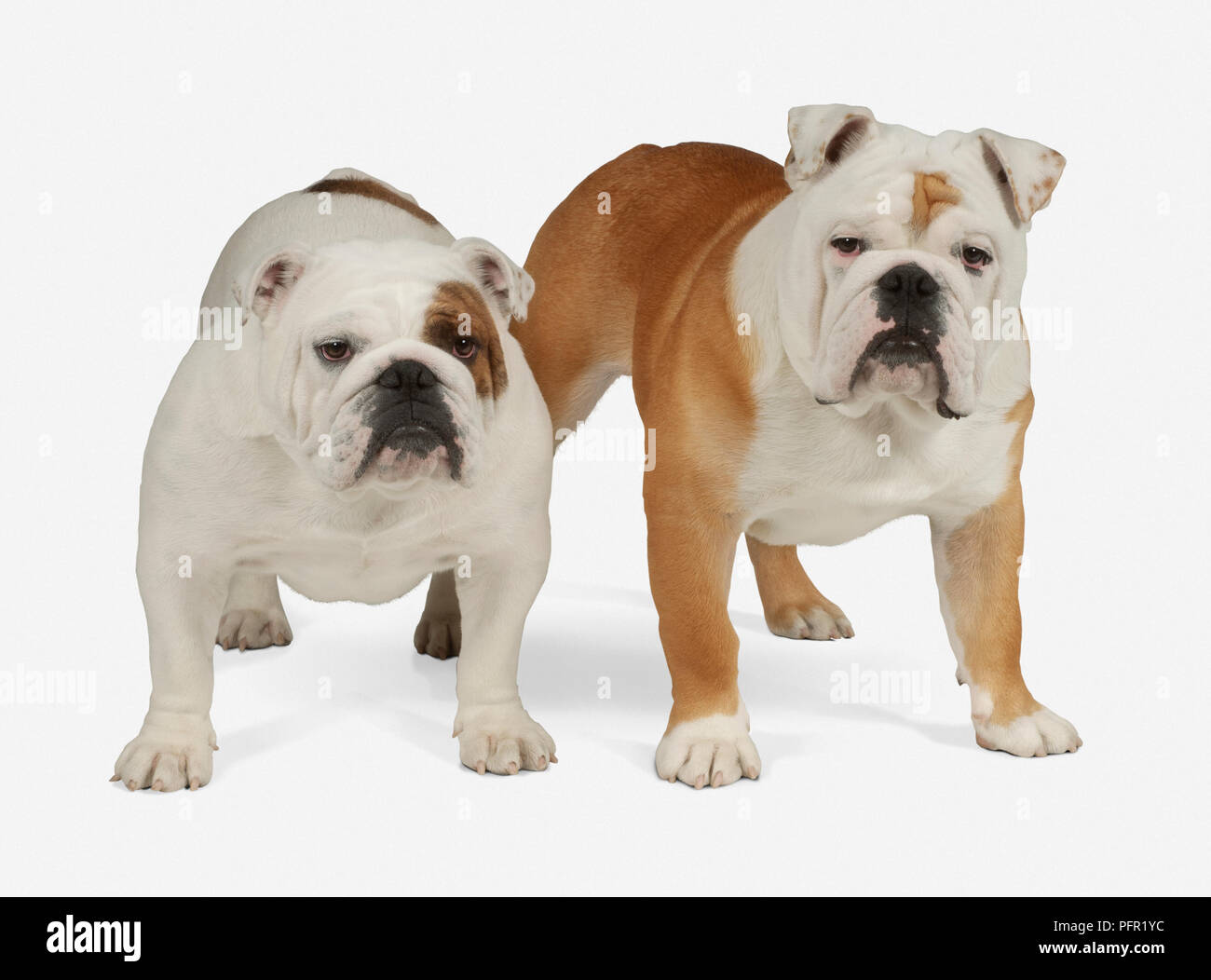 Two Bulldogs standing, looking at camera Stock Photo - Alamy