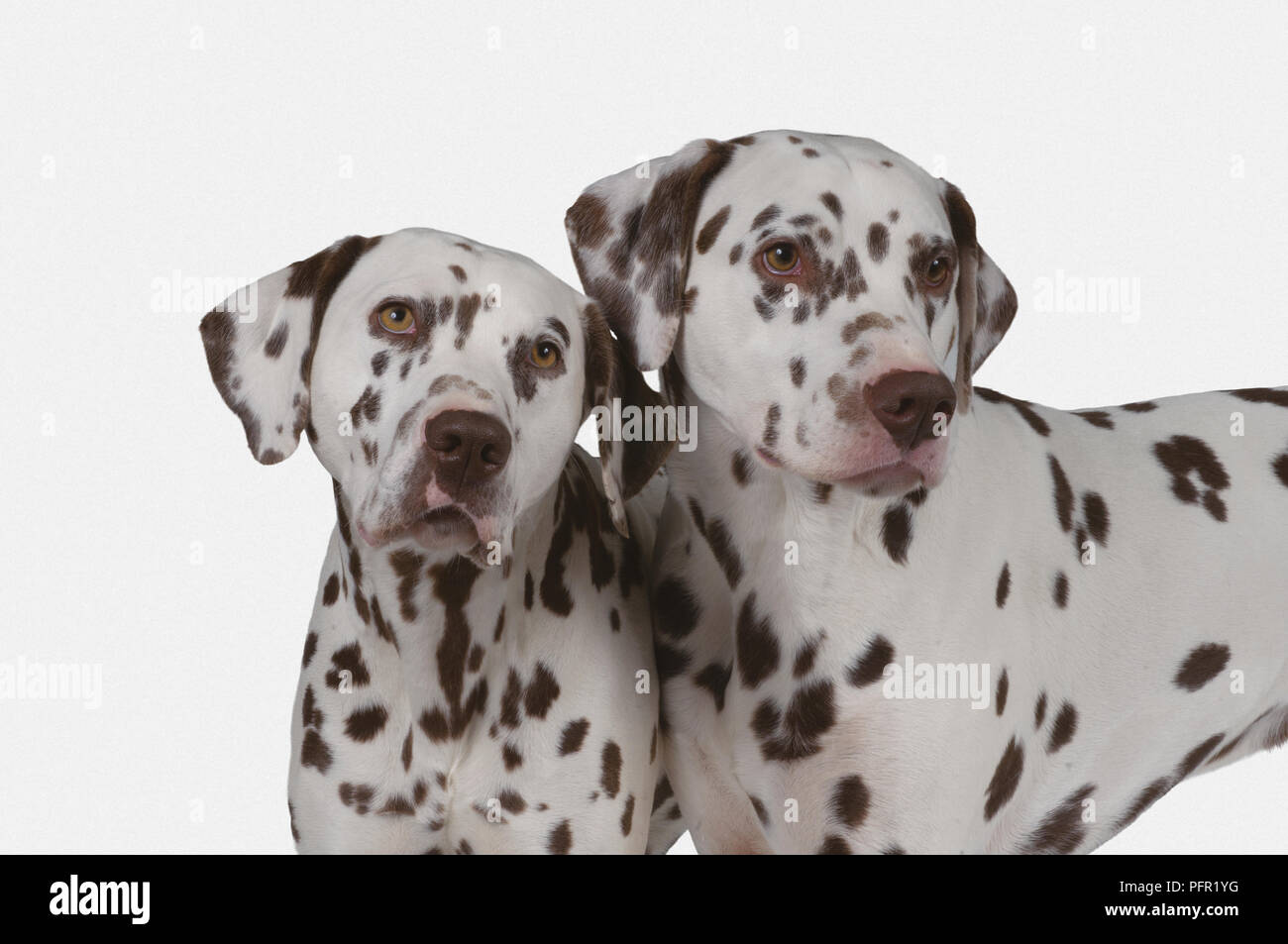 Dalmatian dog dogs hi-res stock photography and images - Alamy