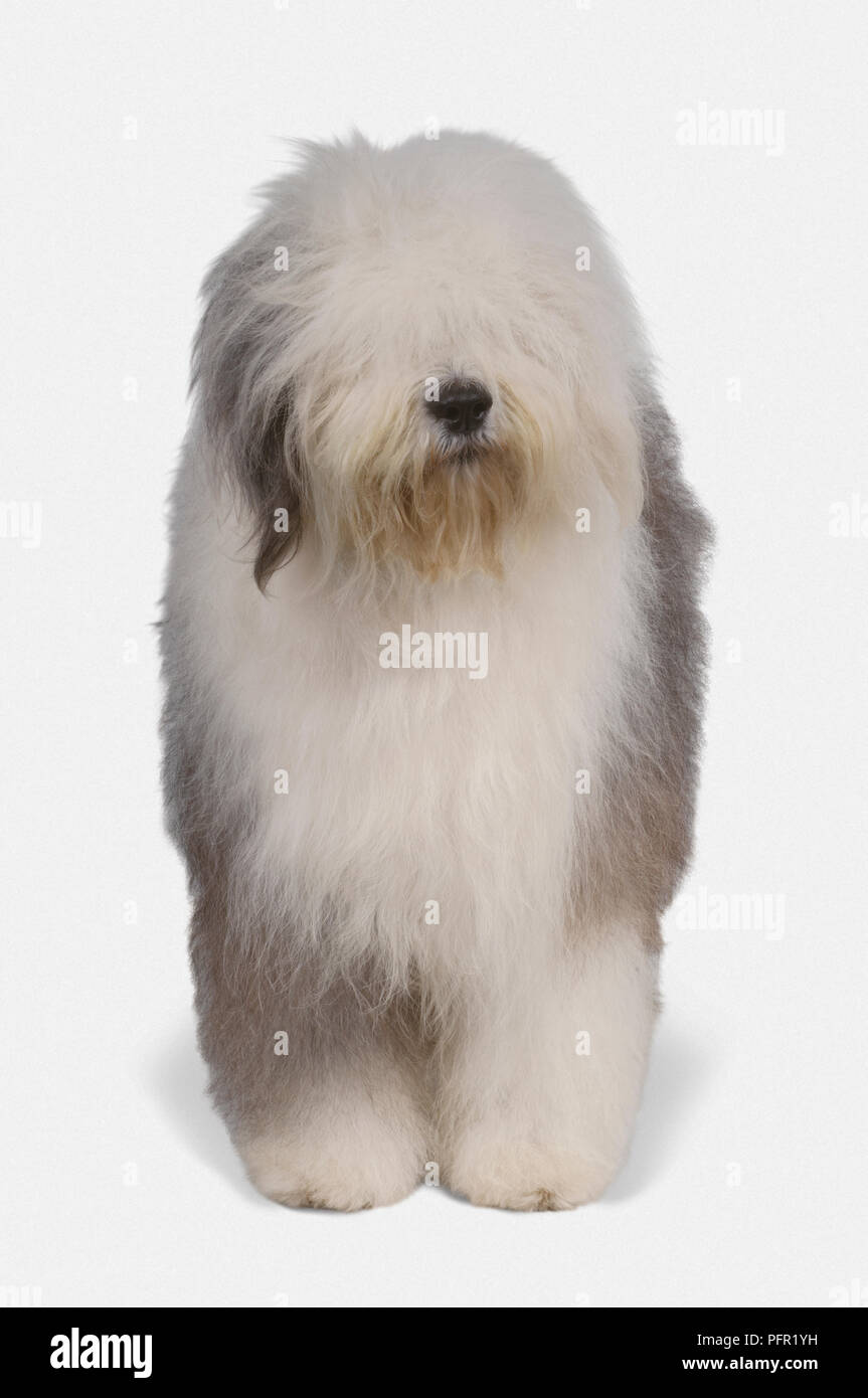 Front view animal hi-res stock photography and images - Alamy