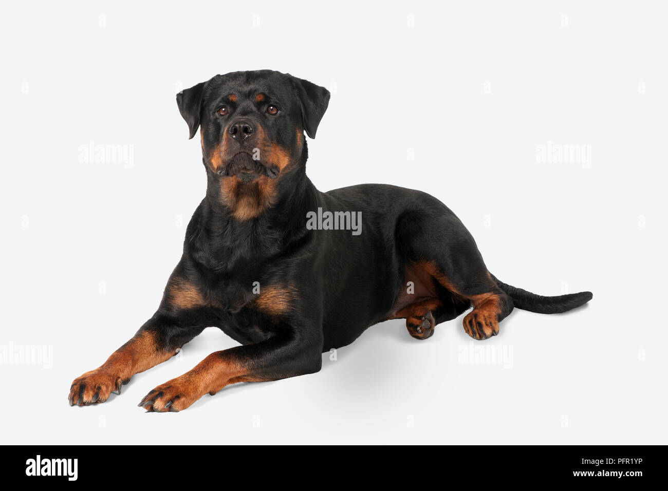 Rottweiler, lying down Stock Photo - Alamy
