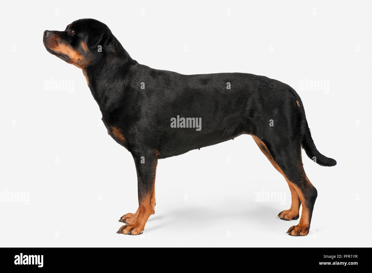 Rottweiler, side view Stock Photo - Alamy