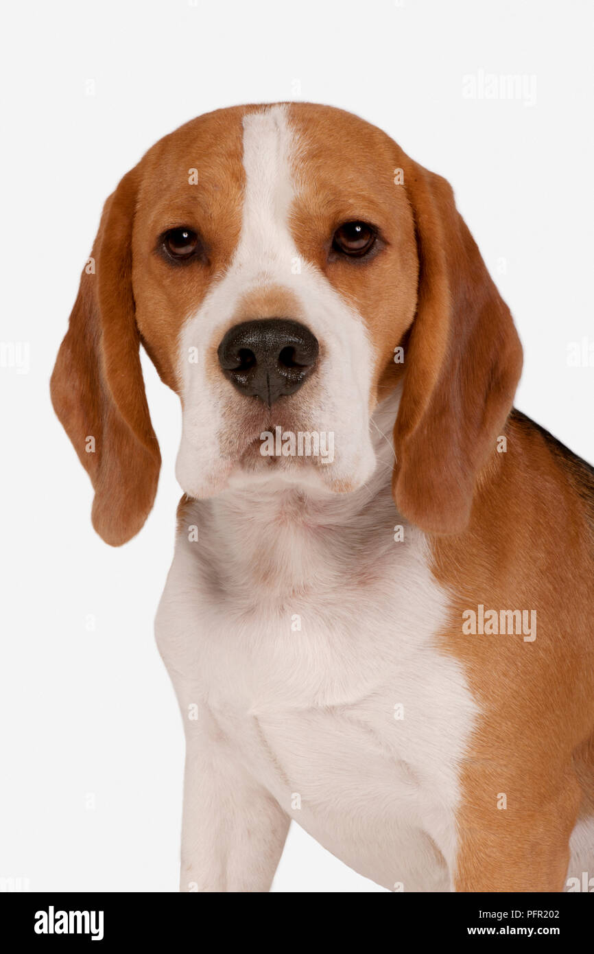 Head and shoulders of tricoloured Beagle, looking at camera Stock Photo ...