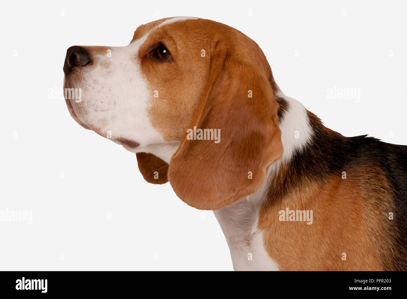 Head and shoulders of tricoloured Beagle, profile Stock Photo - Alamy