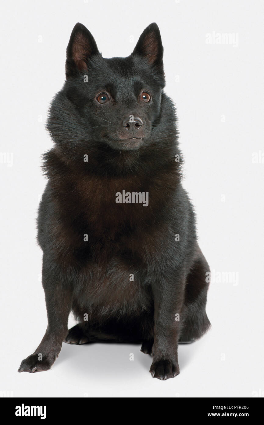 Schipperke dog, seated Stock Photo - Alamy
