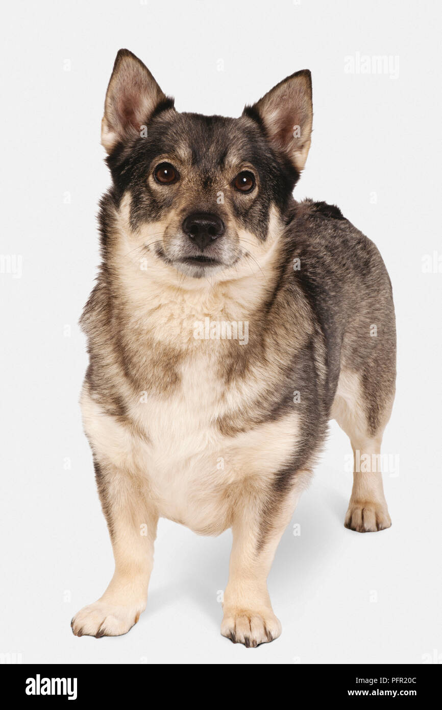 Swedish camera hi-res stock photography and images - Alamy