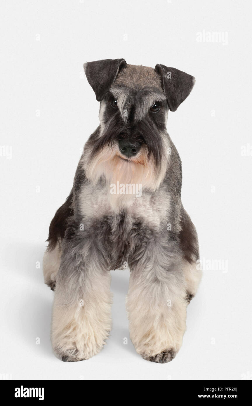 Front view miniature schnauzer sitting hi-res stock photography and ...