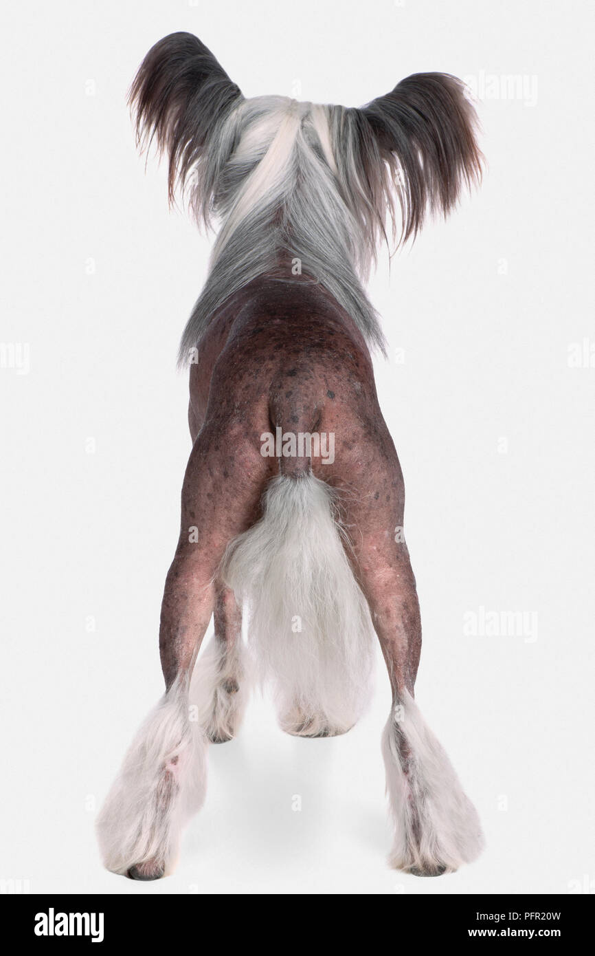 Chinese Crested dog, rear view Stock Photo - Alamy