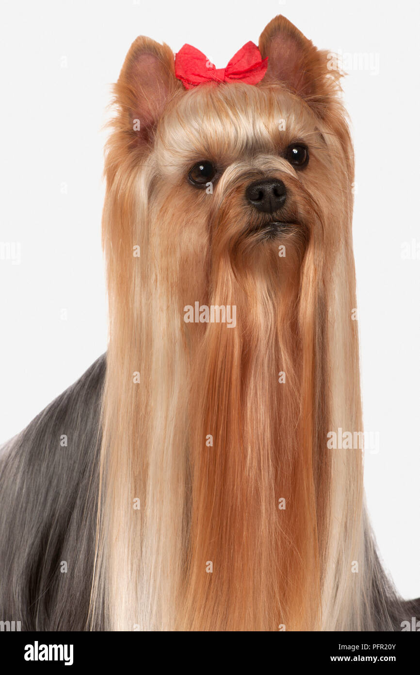 Yorkshire Terrier, close-up Stock Photo - Alamy