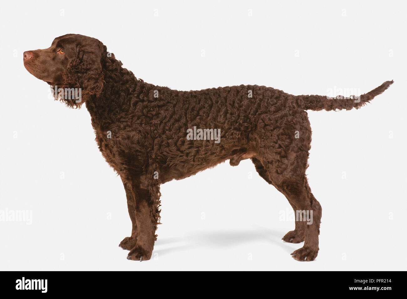 American water spaniel hi-res stock photography and images - Alamy