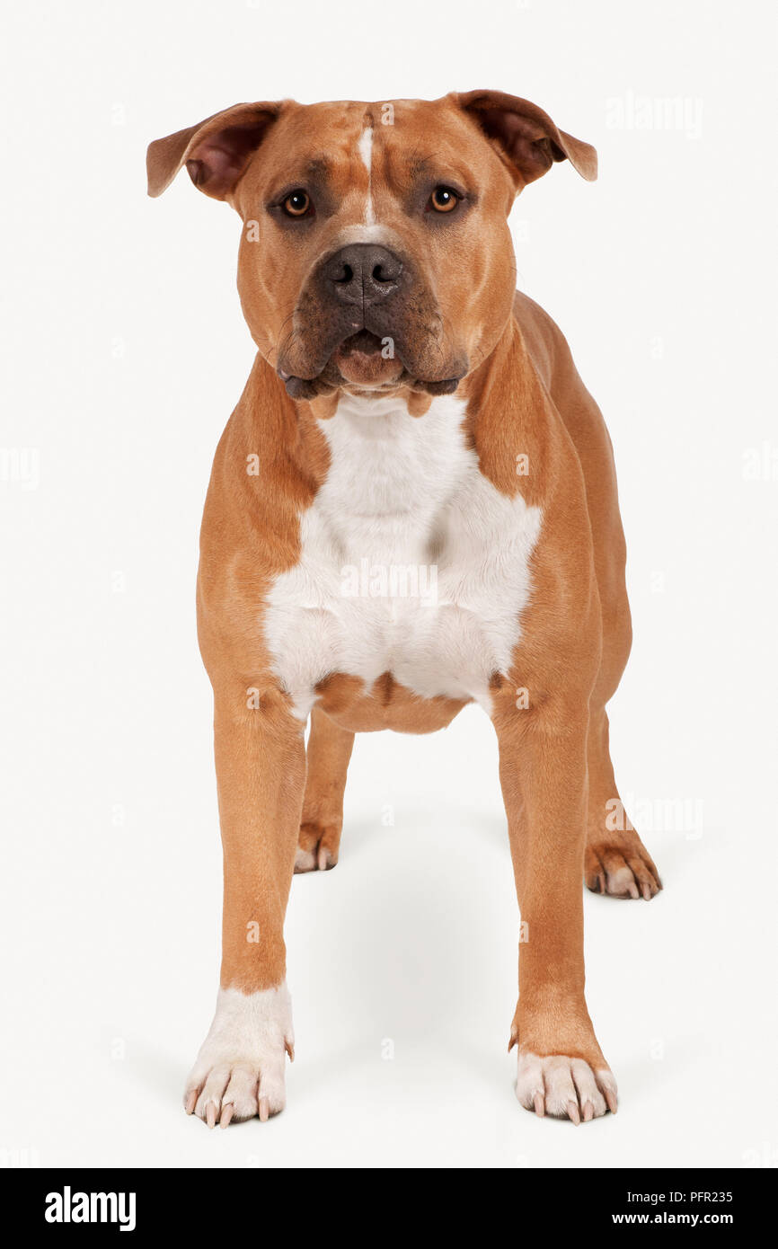 American Staffordshire Terrier, front view Stock Photo - Alamy