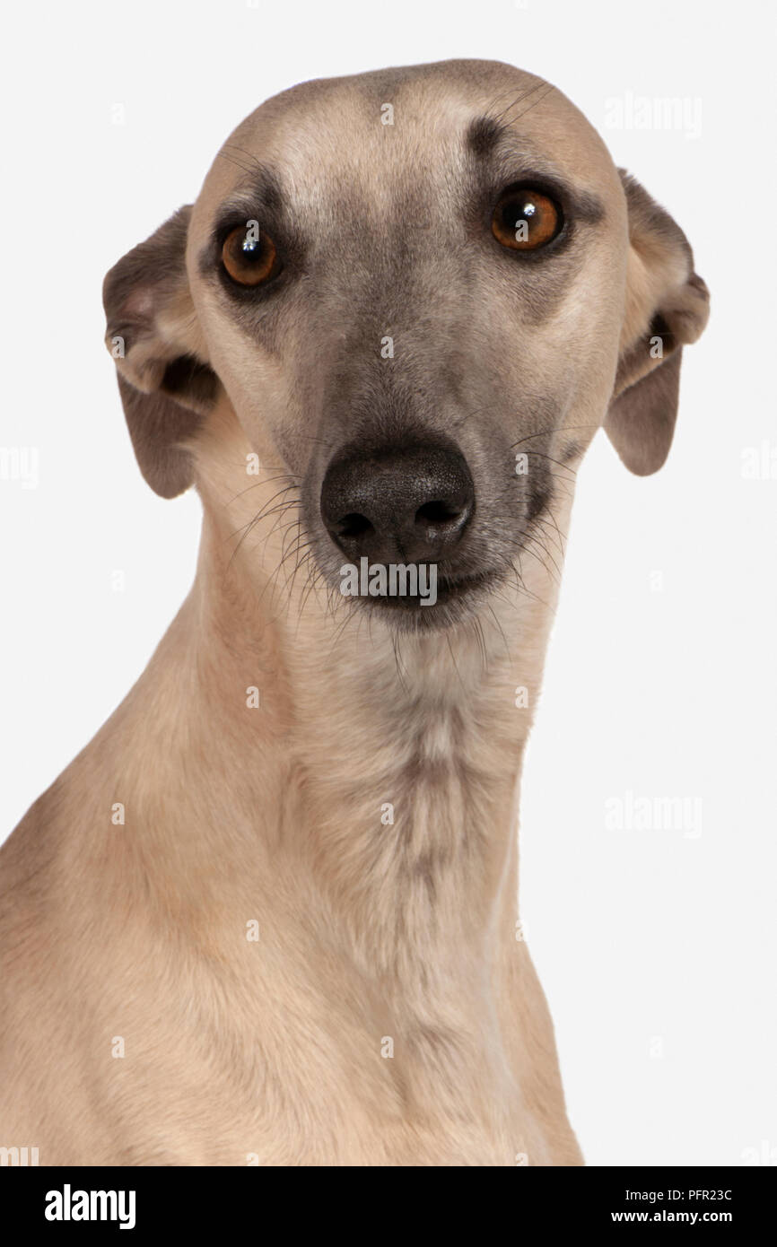Fawn whippet hi-res stock photography and images - Alamy