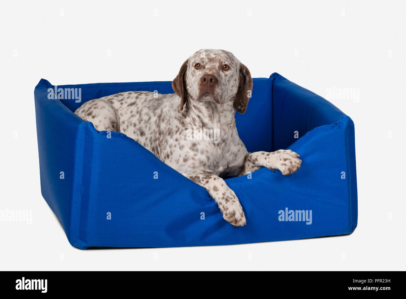 French Pyrenean Pointer (Braque francais) in a blue dog bed Stock Photo ...