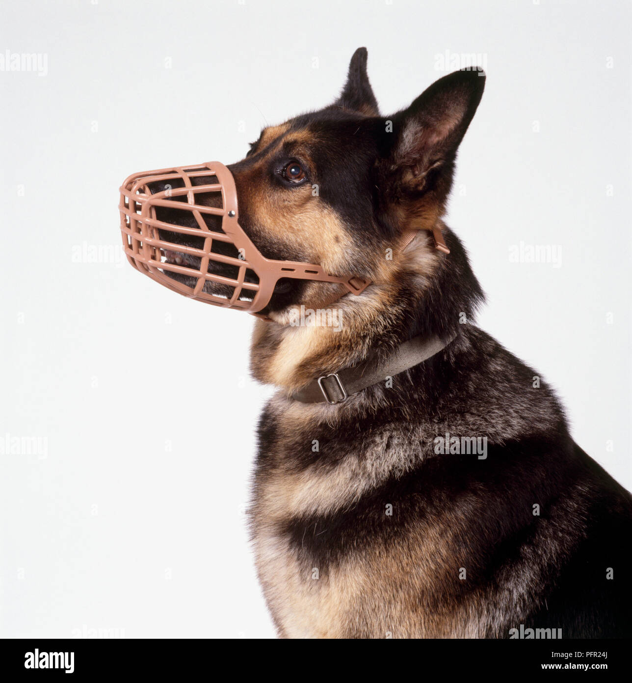 German Shepherd wearing muzzle Stock Photo - Alamy