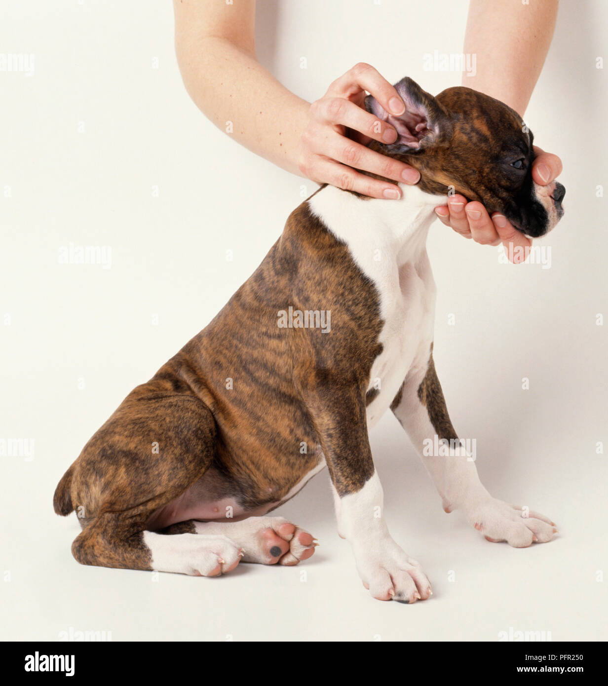 Puppys ear hi-res stock photography and images - Alamy