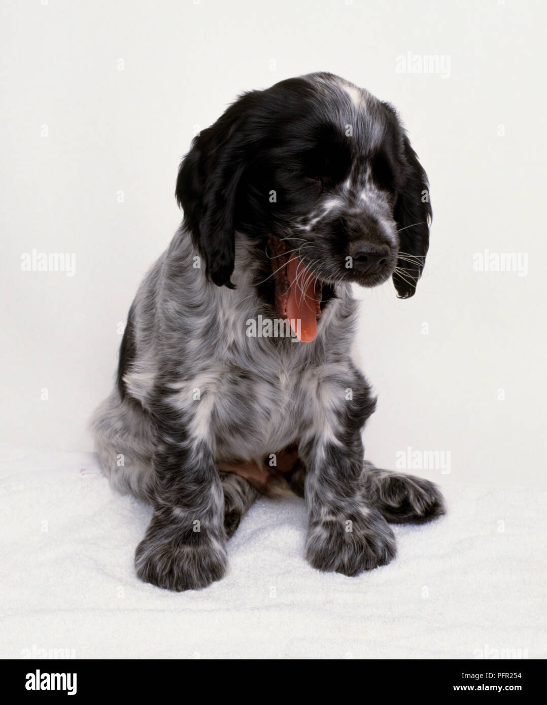 A Spaniel puppy yawning Stock Photo - Alamy