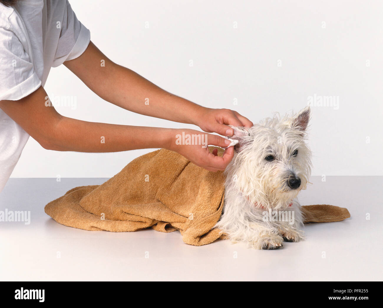Drying dog hi-res stock photography and images - Alamy