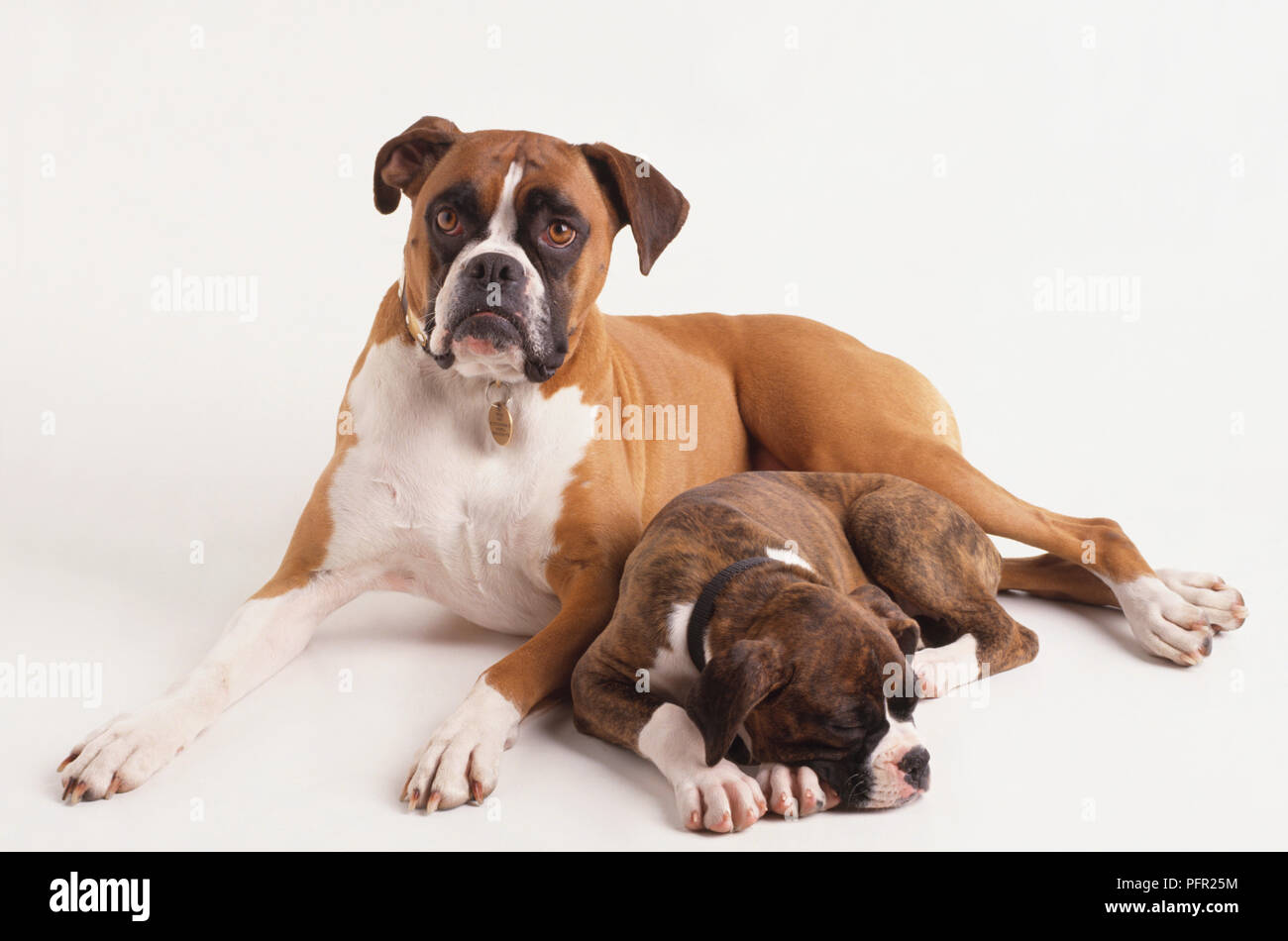 A Boxer puppy and mother Stock Photo - Alamy