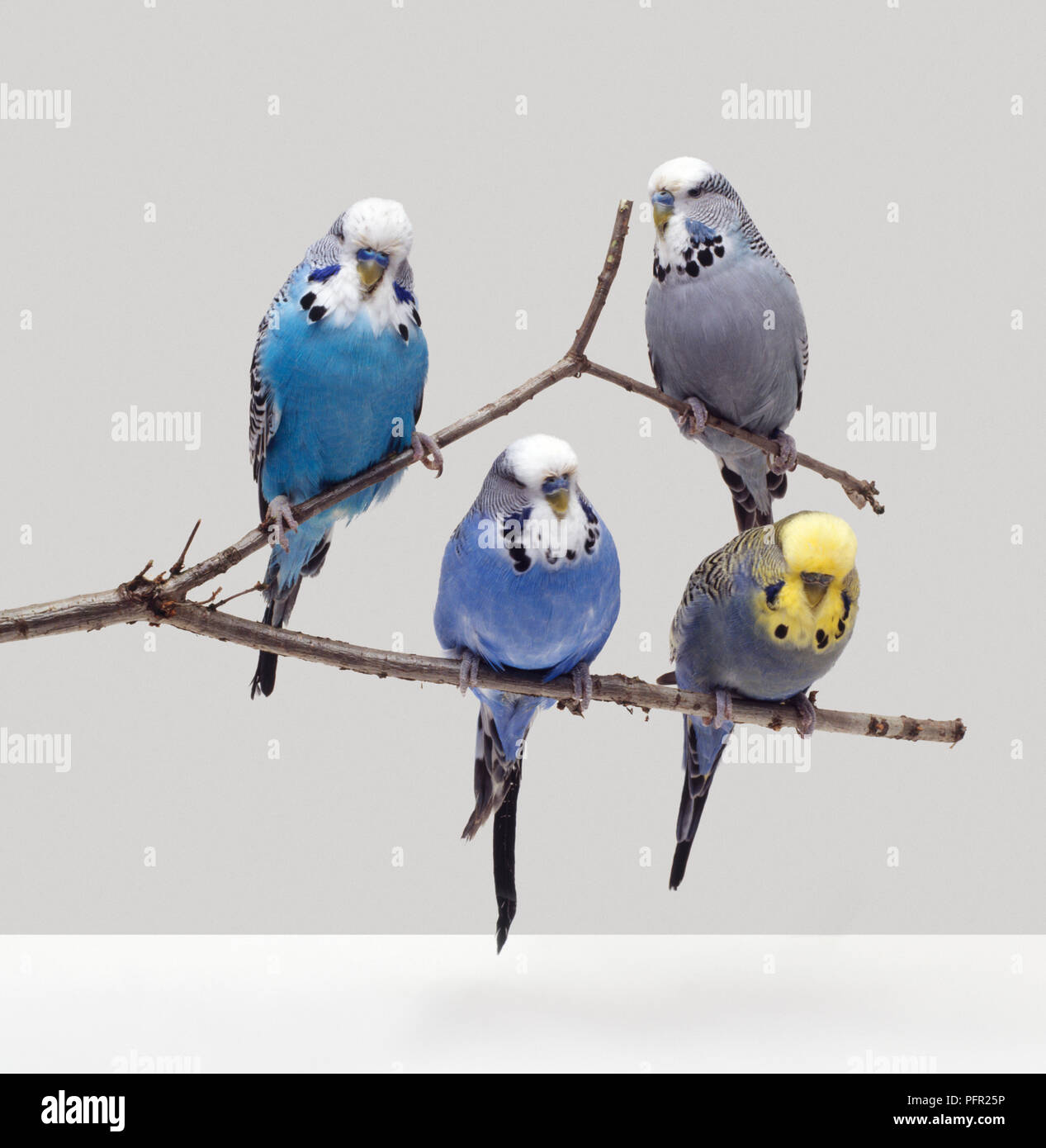 Blue budgies hi-res stock photography and images - Alamy