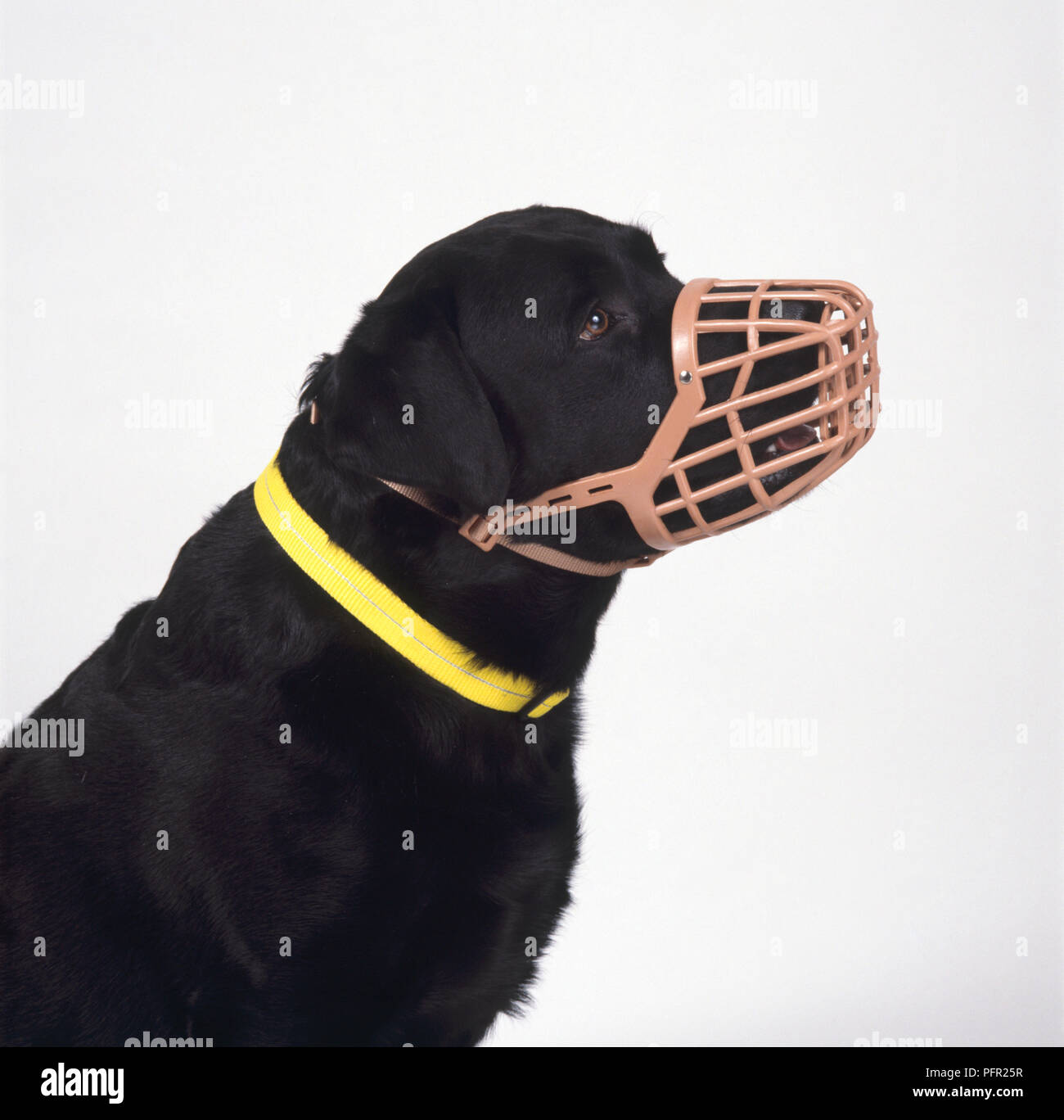 Black Labrador wearing muzzle and yellow pet collar, side view Stock ...