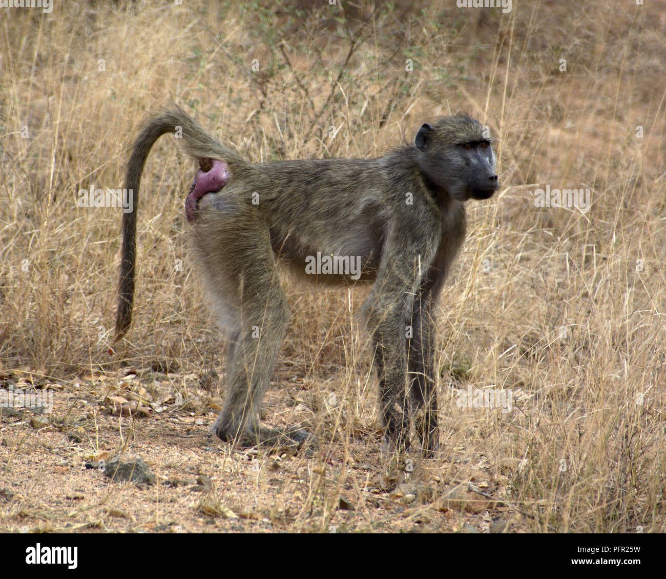 Female baboon hi-res stock photography and images - Alamy